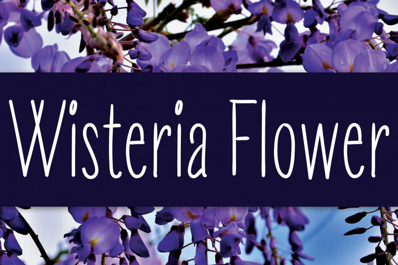 Download Wisteria Flower font | fontsme.com